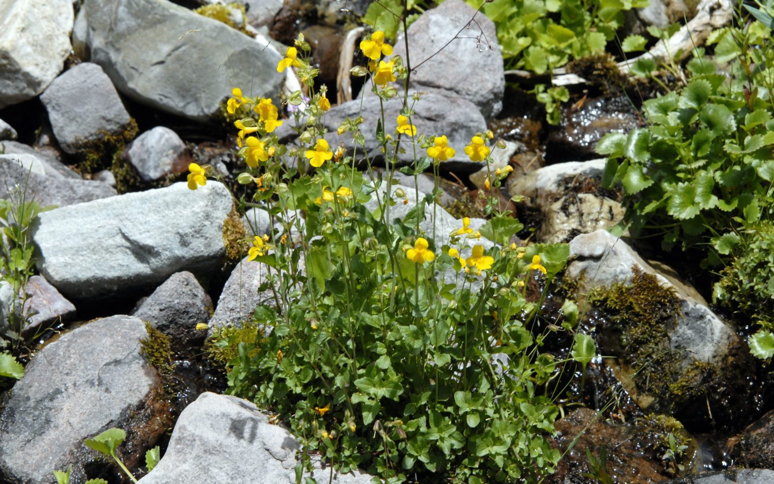 Cordell M Andersen - A Deep Dive Into The Uintah Wilderness
