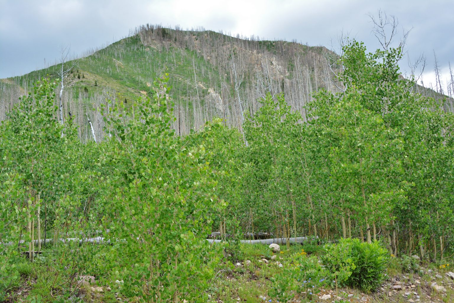 Cordell M Andersen - A Deep Dive Into The Uintah Wilderness