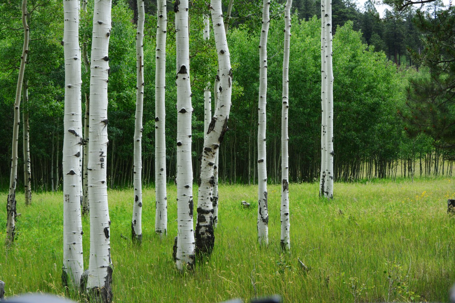 Cordell M Andersen - A Deep Dive Into The Uintah Wilderness