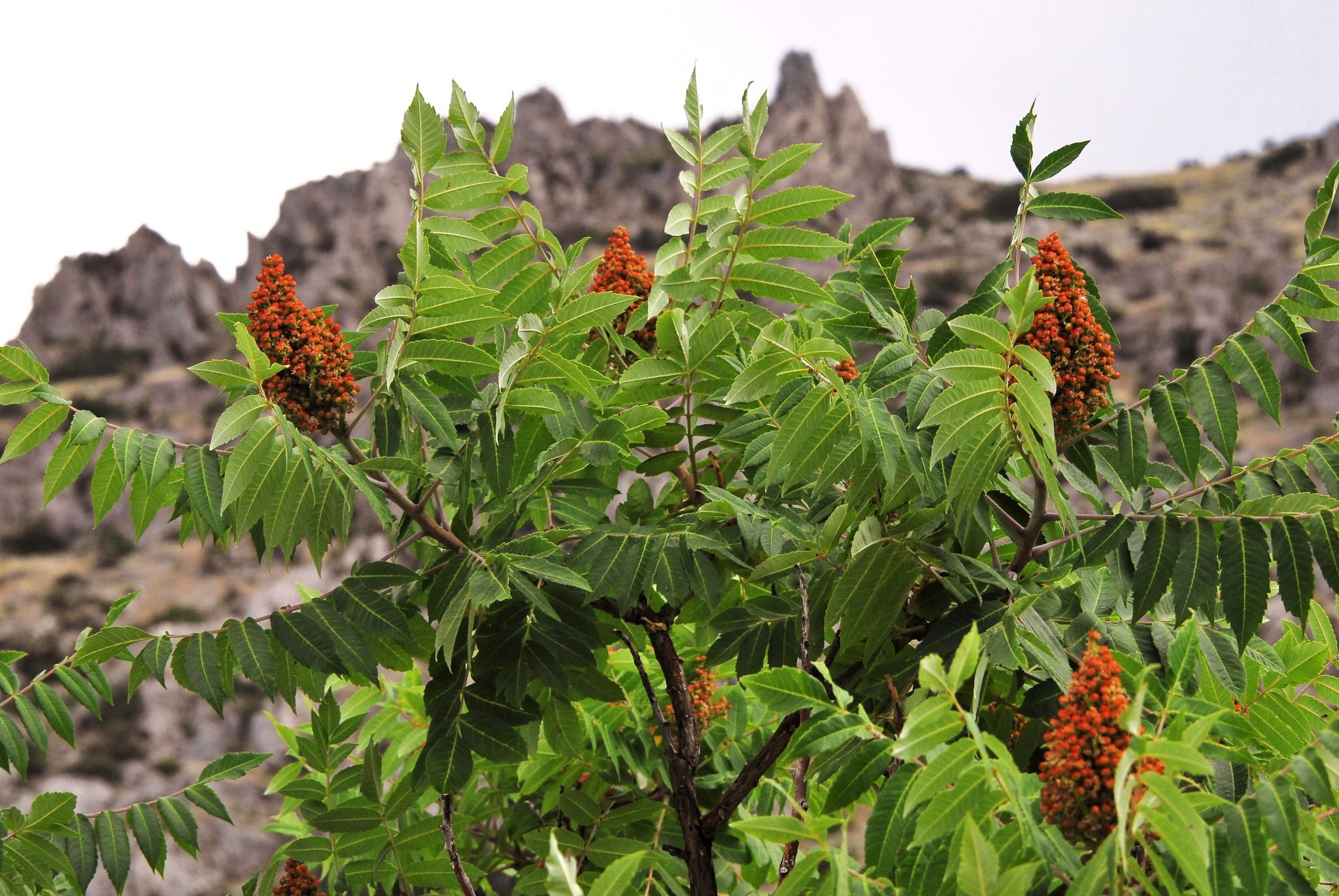 Cordell M Andersen - A Deep Dive Into The Uintah Wilderness