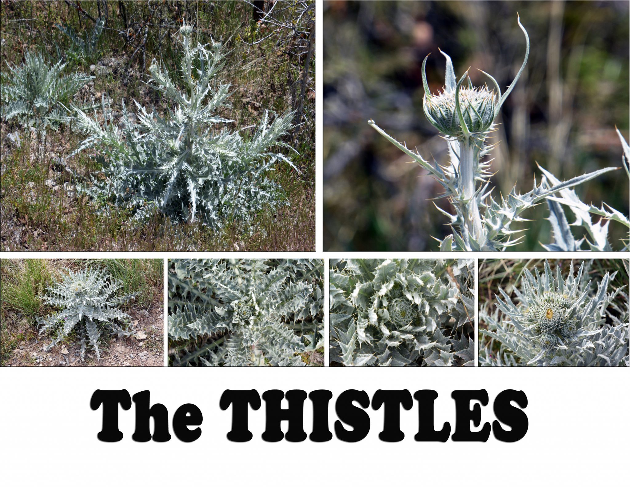 Cordell M Andersen - A Deep Dive Into The Uintah Wilderness