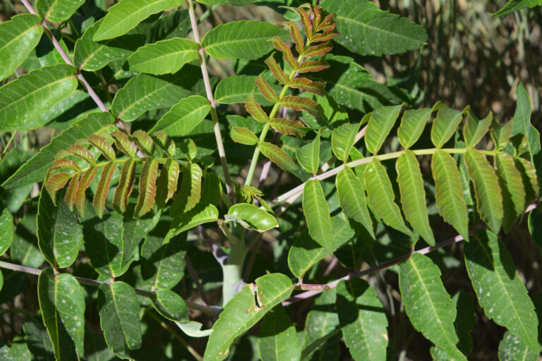 Cordell M Andersen - A Deep Dive Into The Uintah Wilderness